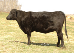 Baintree Kincaid 101S | BainTree Angus