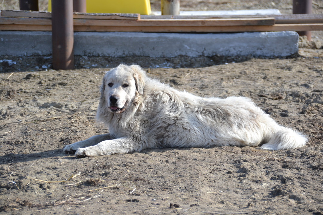 PHOTO 4 | BainTree Angus